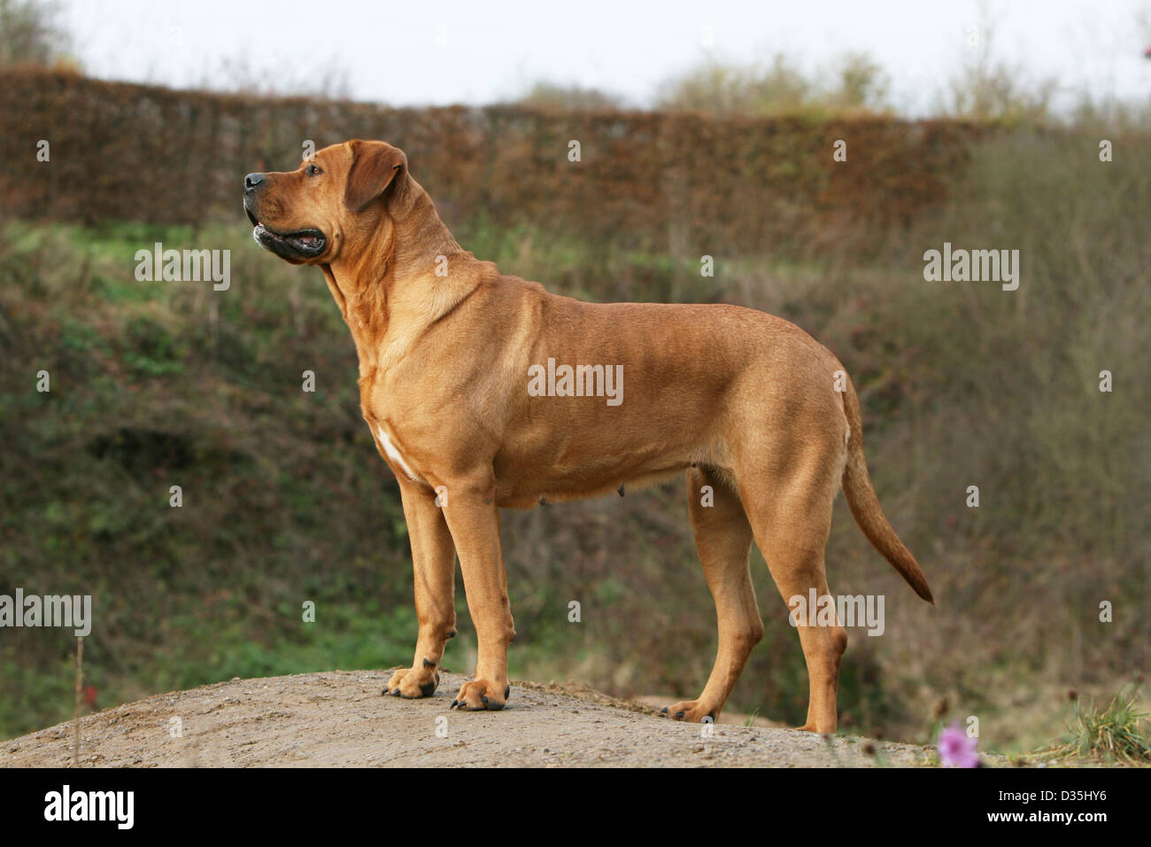 Dog Tosa Inu / Japanese Mastiff adult standing profile Stock Photo - Alamy