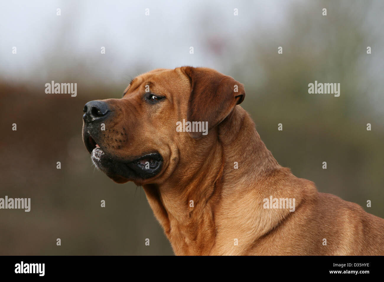 Dog Tosa Inu / Japanese Mastiff adult portrait Stock Photo - Alamy