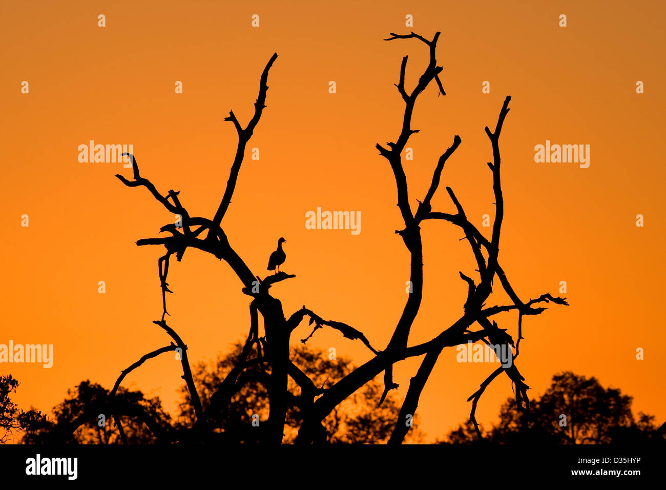 Sunrise over the African bush in the Kruger National Park Stock Photo ...