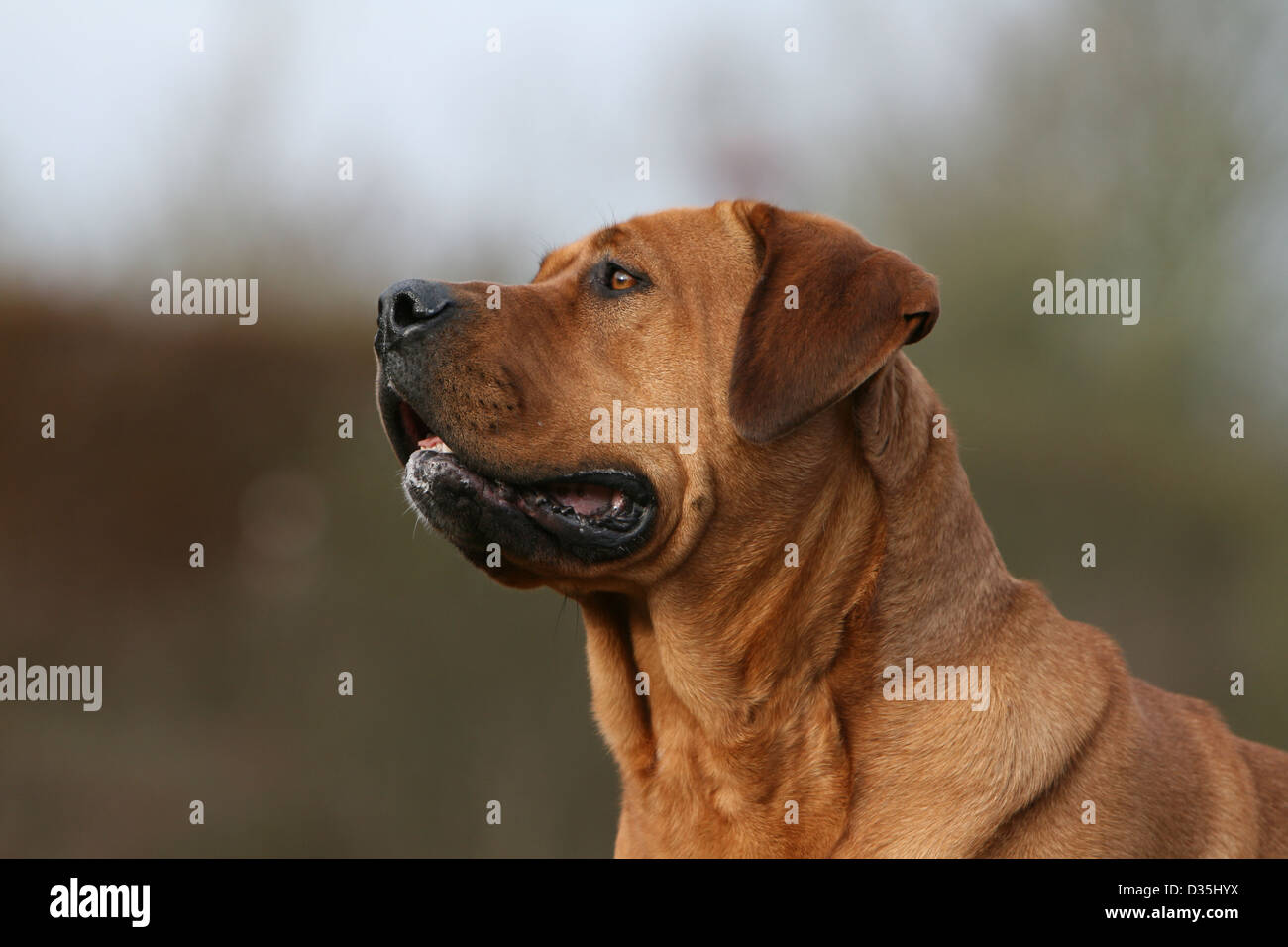 Dog Tosa Inu / Japanese Mastiff adult portrait Stock Photo - Alamy