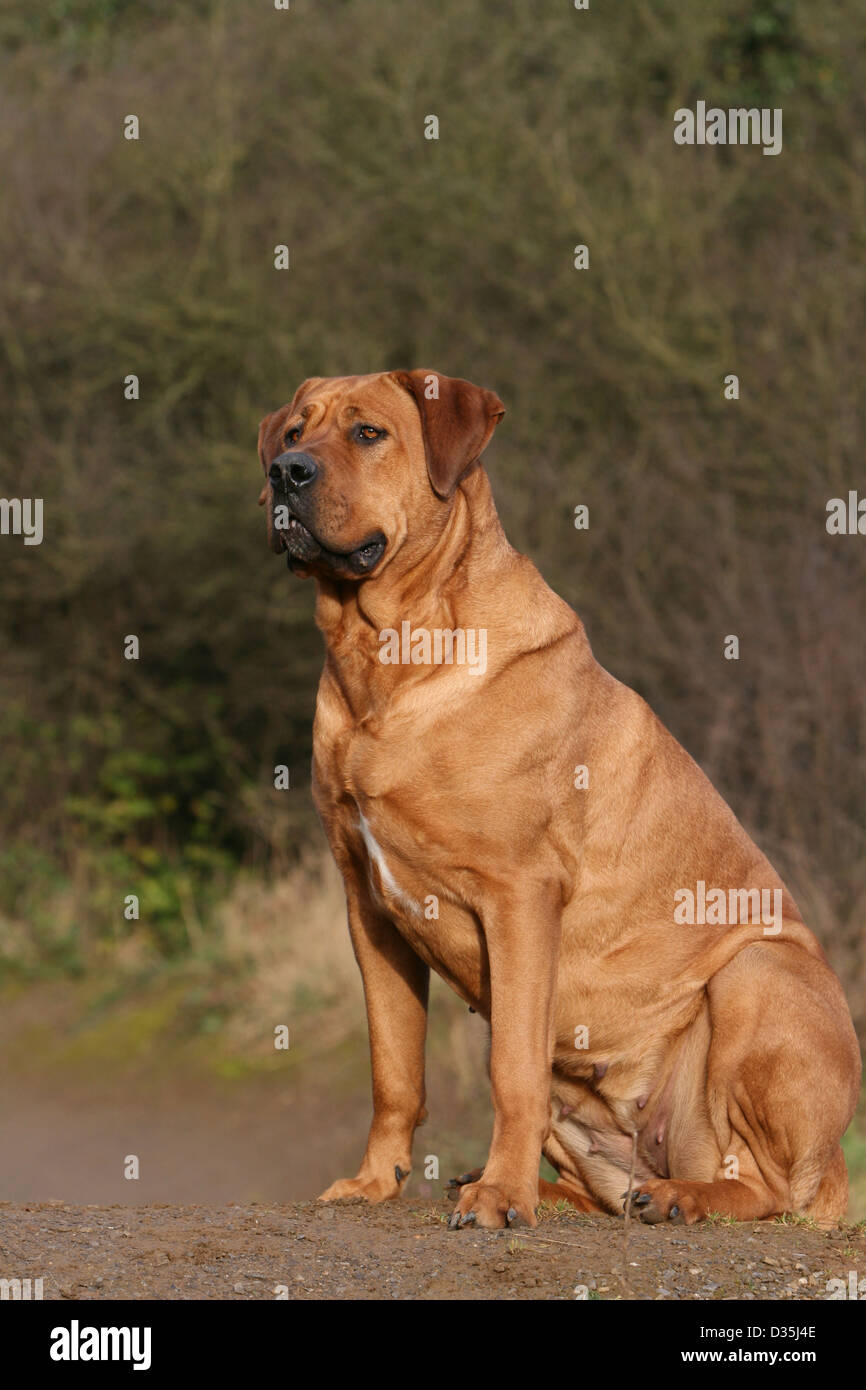 Dog Tosa Inu / Japanese Mastiff adult sitting in a wood Stock Photo - Alamy