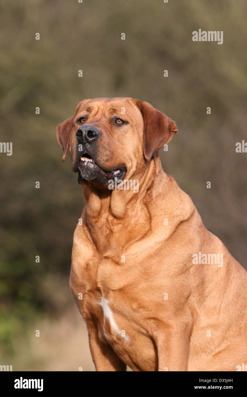 Dog Tosa Inu / Japanese Mastiff adult portrait Stock Photo - Alamy