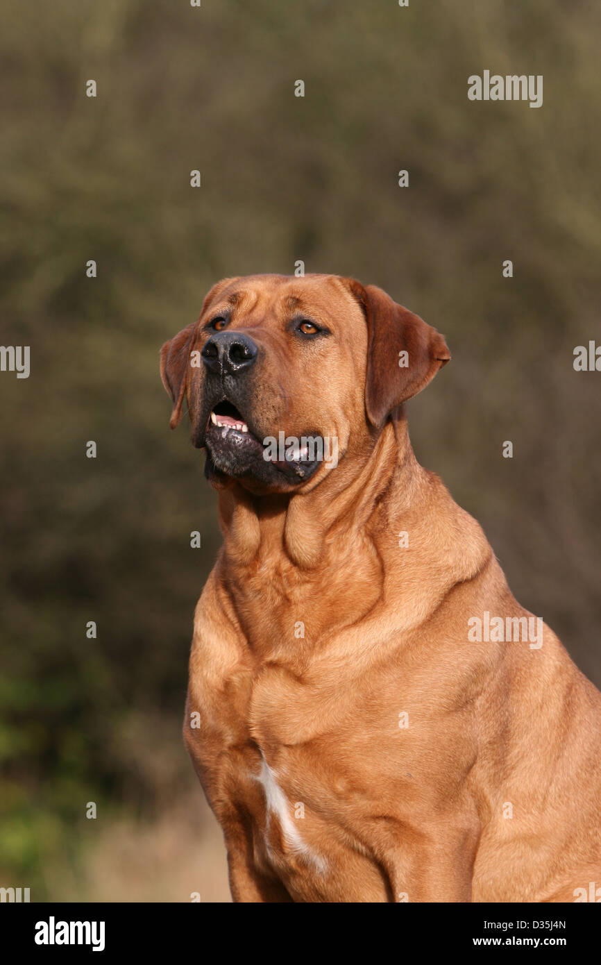 Dog Tosa Inu / Japanese Mastiff adult portrait Stock Photo - Alamy