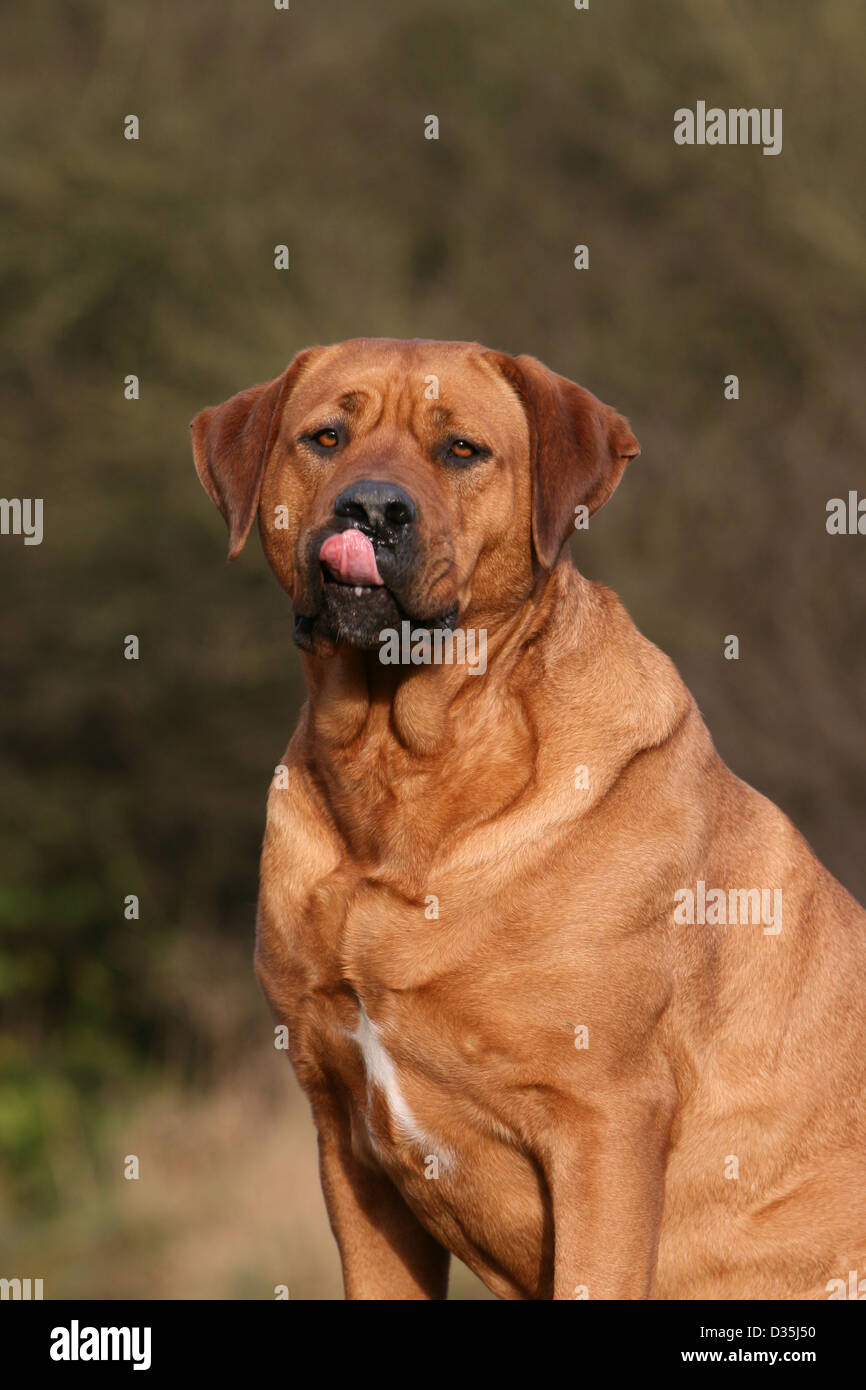 Dog Tosa Inu / Japanese Mastiff adult portrait Stock Photo - Alamy