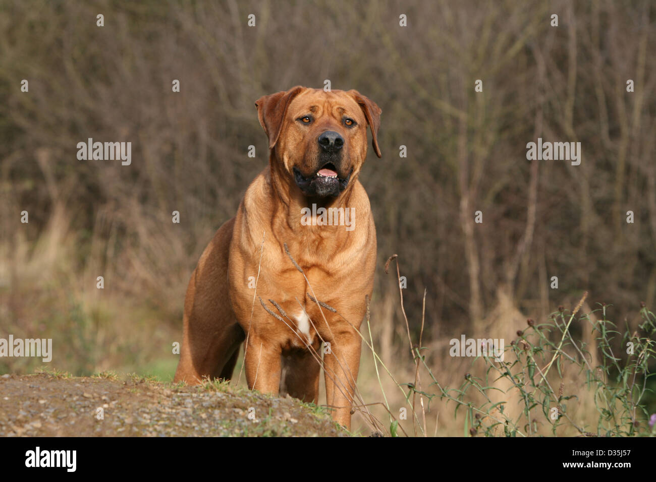 Dog Tosa Inu / Japanese Mastiff adult standing in a wood Stock Photo ...