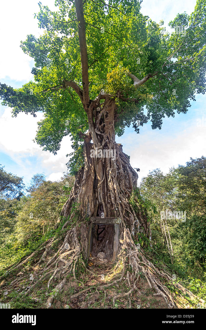 Tree roots engulf temple ruins at Sambor Prei Kuk, not far from Angkor ...