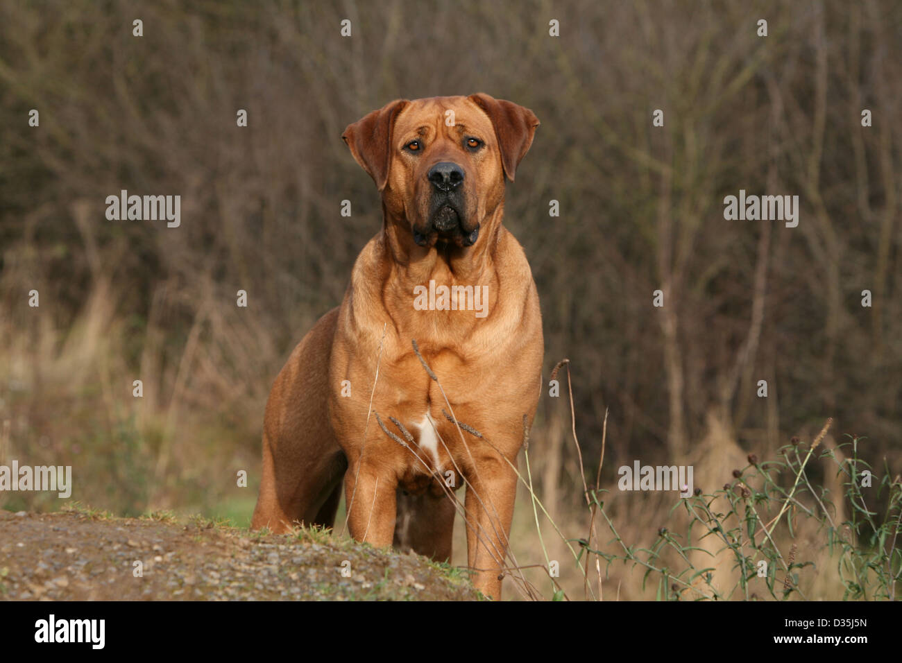 Dog Tosa Inu / Japanese Mastiff adult standing in a wood Stock Photo ...