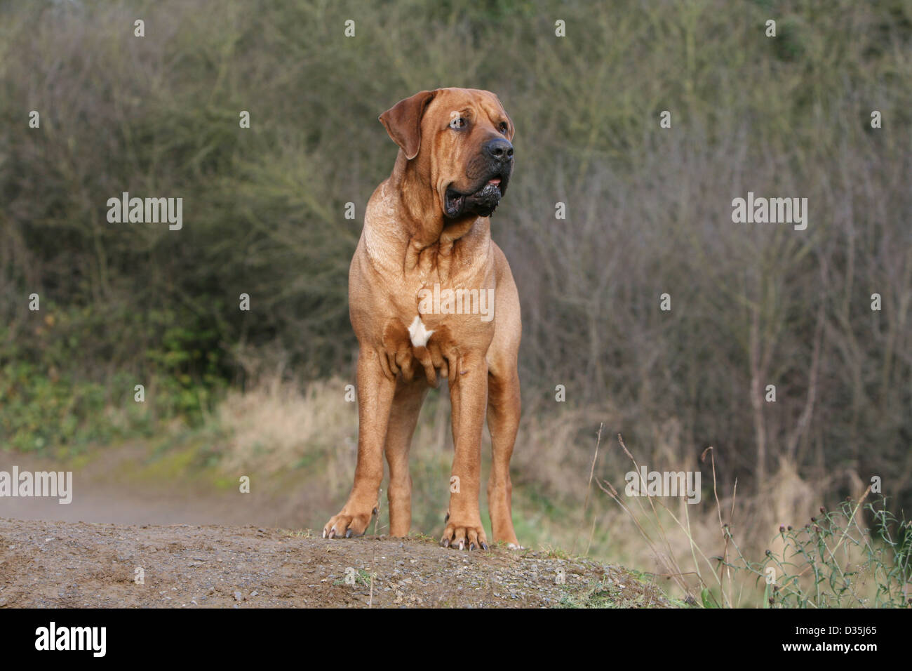 Dog Tosa Inu / Japanese Mastiff adult standing in a wood Stock Photo ...