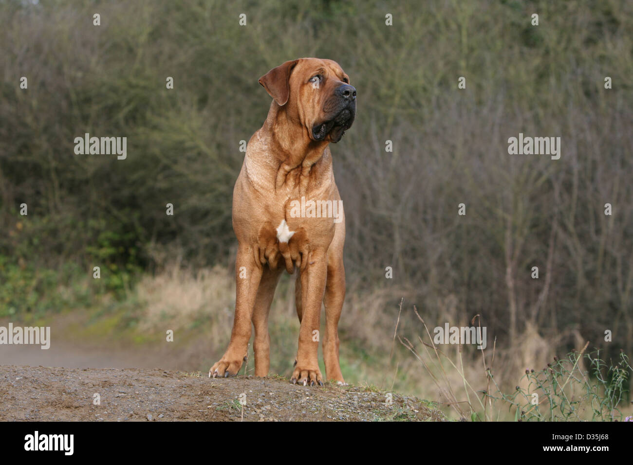Dog Tosa Inu / Japanese Mastiff adult standing in a wood Stock Photo ...