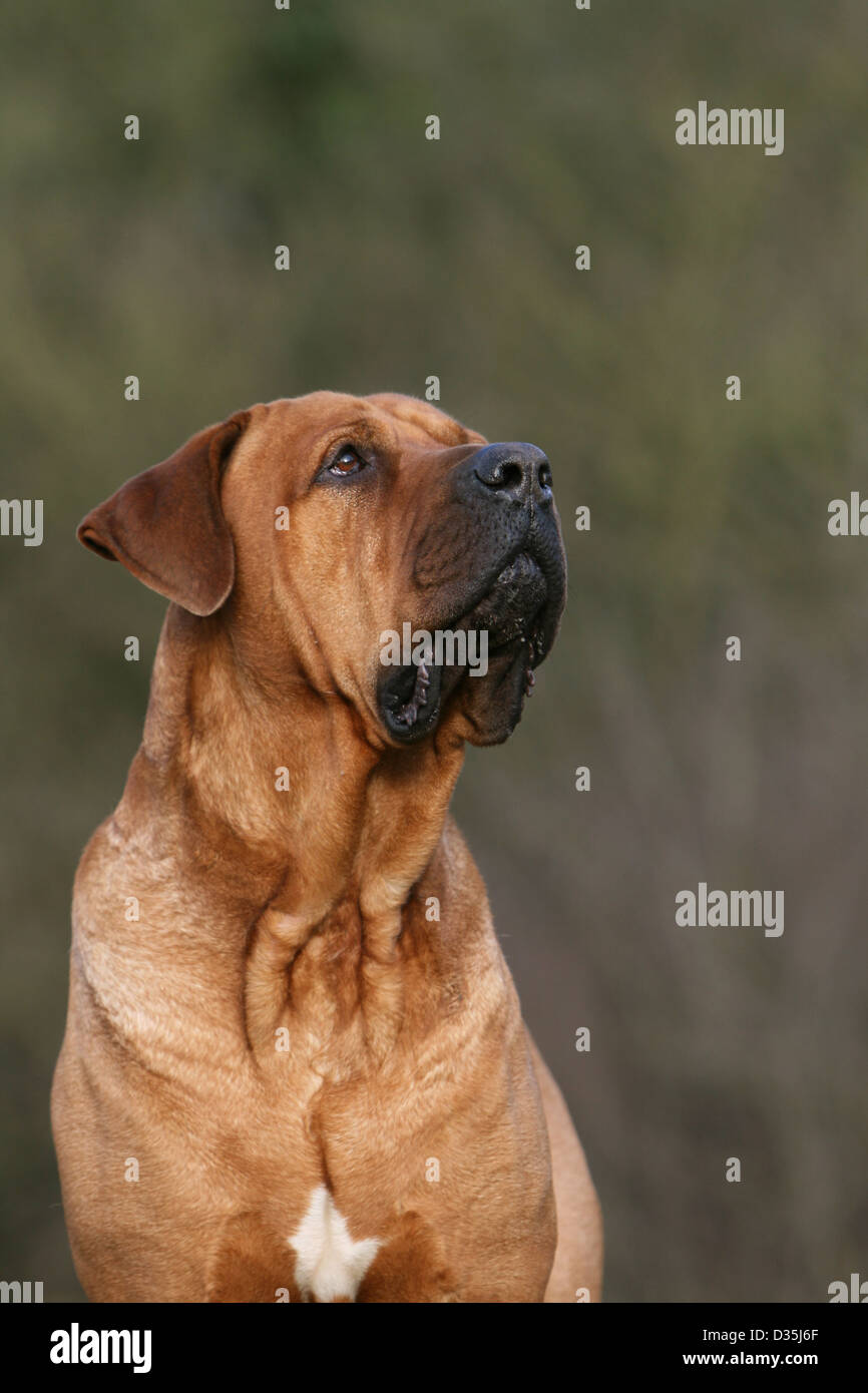 Dog Tosa Inu / Japanese Mastiff adult portrait Stock Photo - Alamy