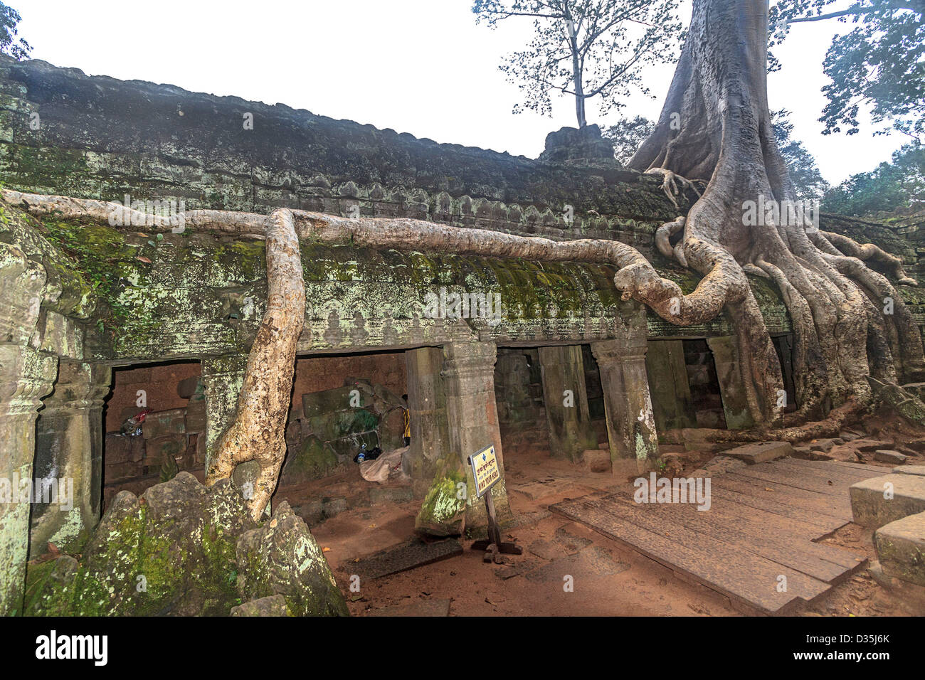 Octopus Root tree at Ta Prohm on the Angkor complex in Cambodia Stock ...