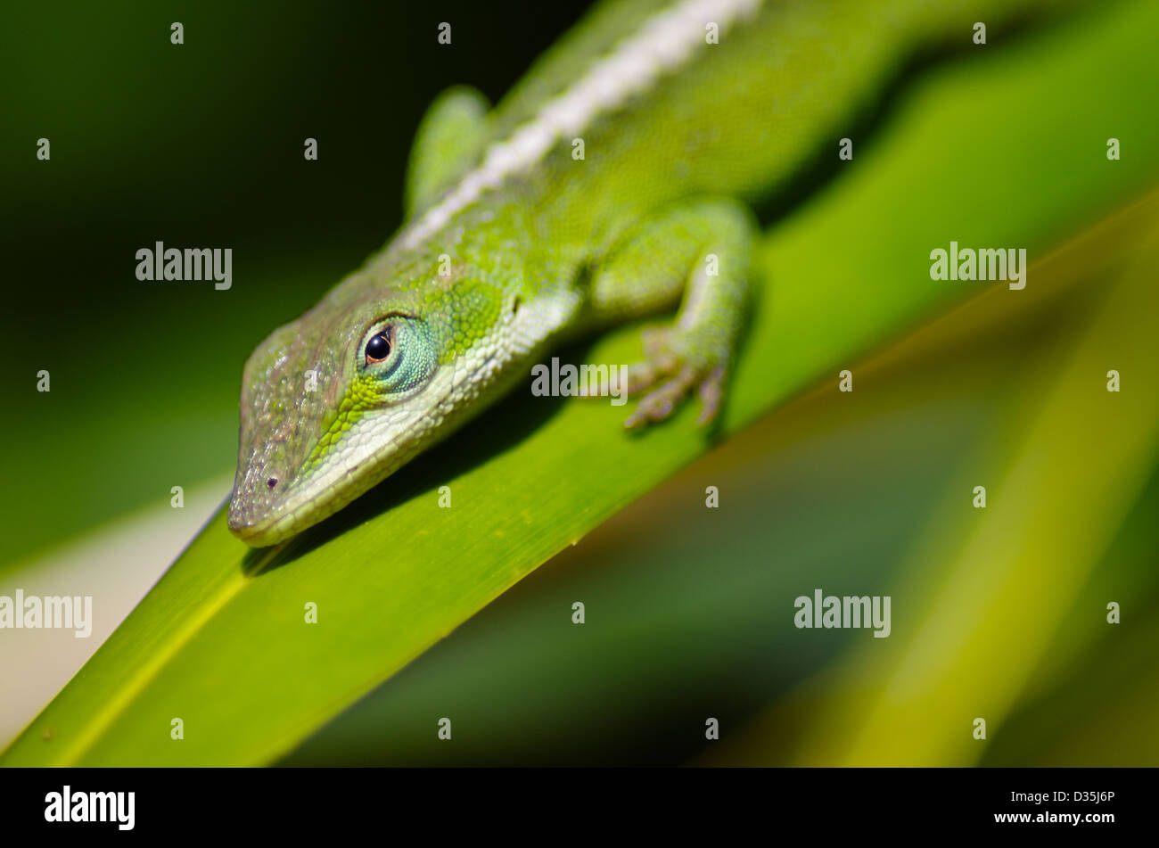 Green anole anolis carolinensis hi-res stock photography and images - Alamy