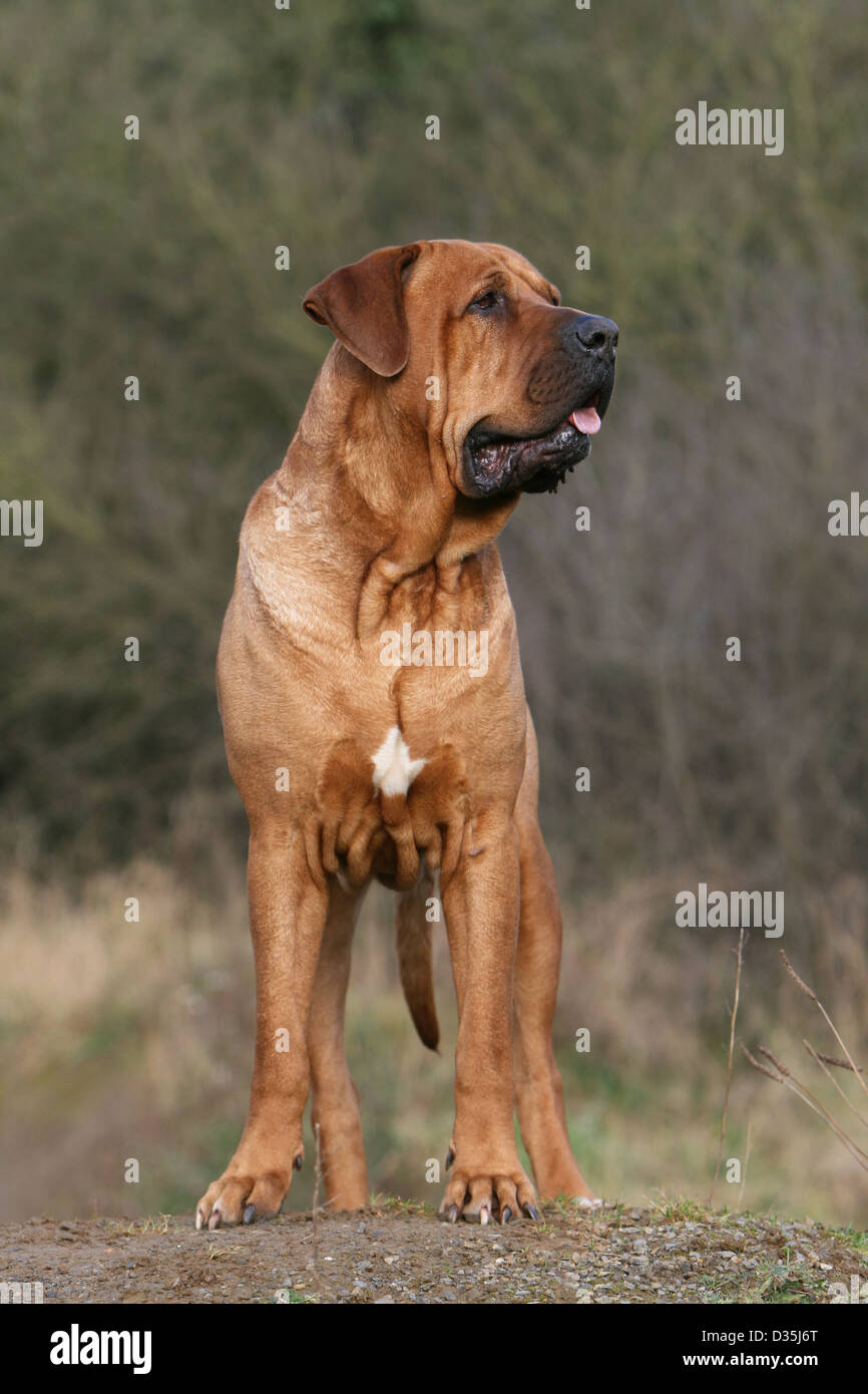 Dog Tosa Inu / Japanese Mastiff adult standing in a wood Stock Photo ...
