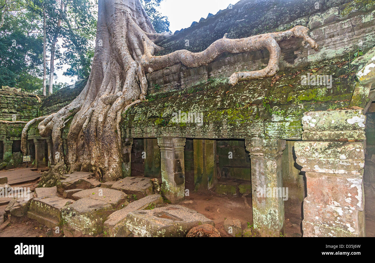 Octopus tree hi-res stock photography and images - Alamy