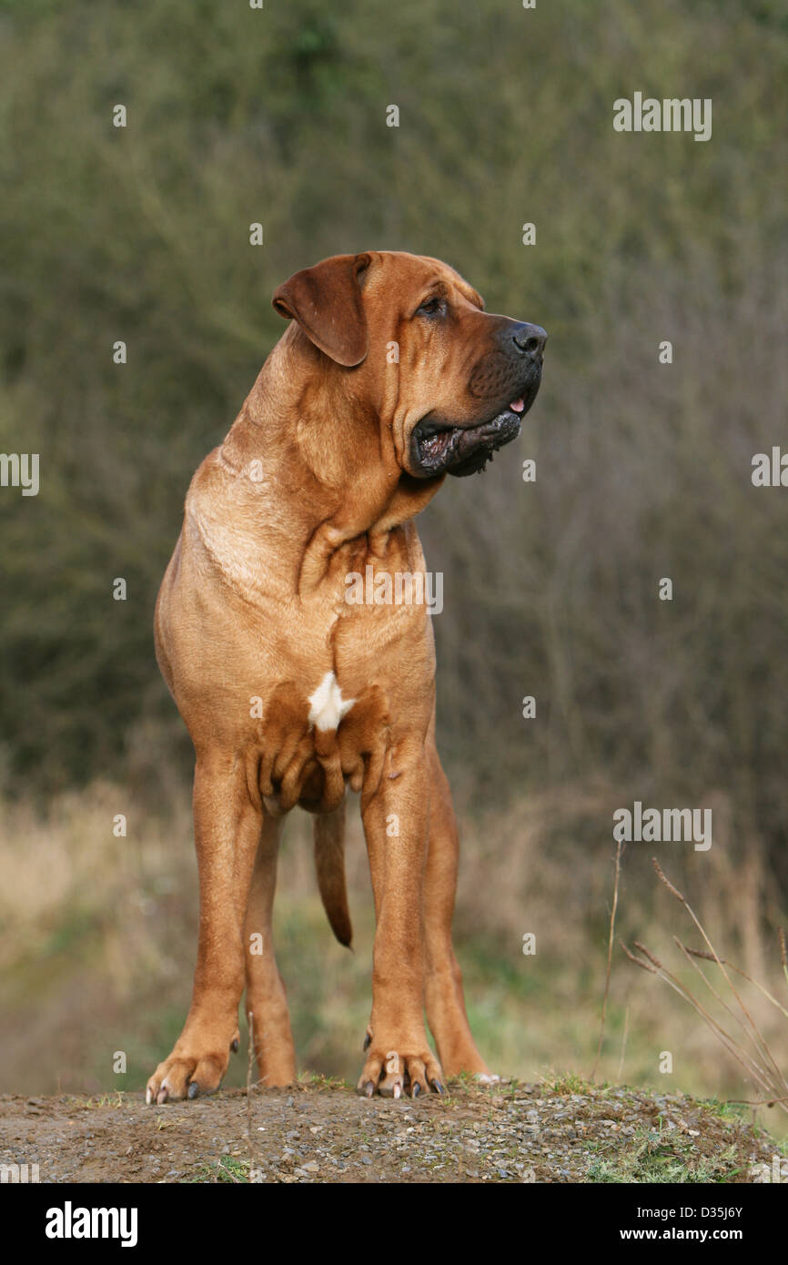 Dog Tosa Inu / Japanese Mastiff adult standing in a meadow Stock Photo ...