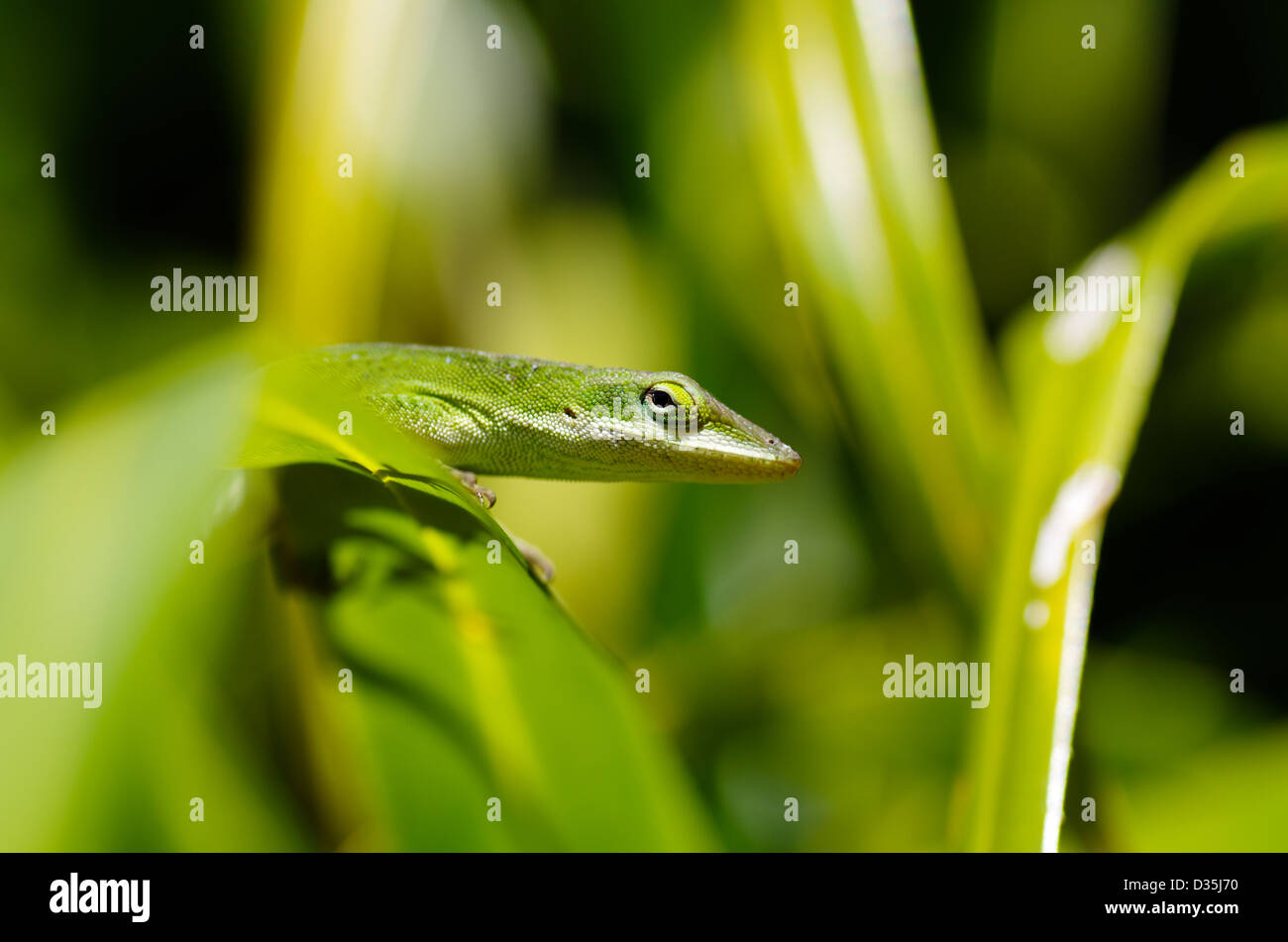 Green Anole (Anolis carolinensis), an invasive species on Hahajima ...
