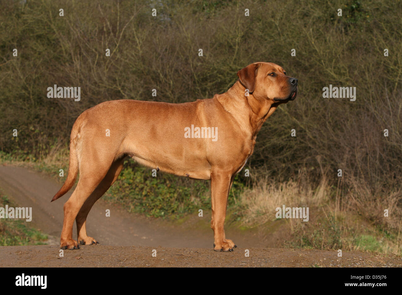 Dog Tosa Inu / Japanese Mastiff adult standing in a meadow Stock Photo ...