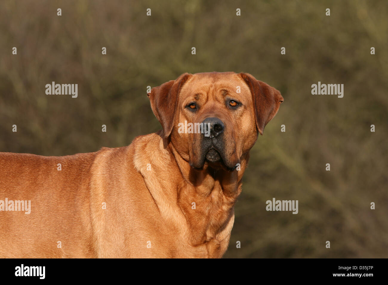 Dog Tosa Inu / Japanese Mastiff adult portrait Stock Photo - Alamy