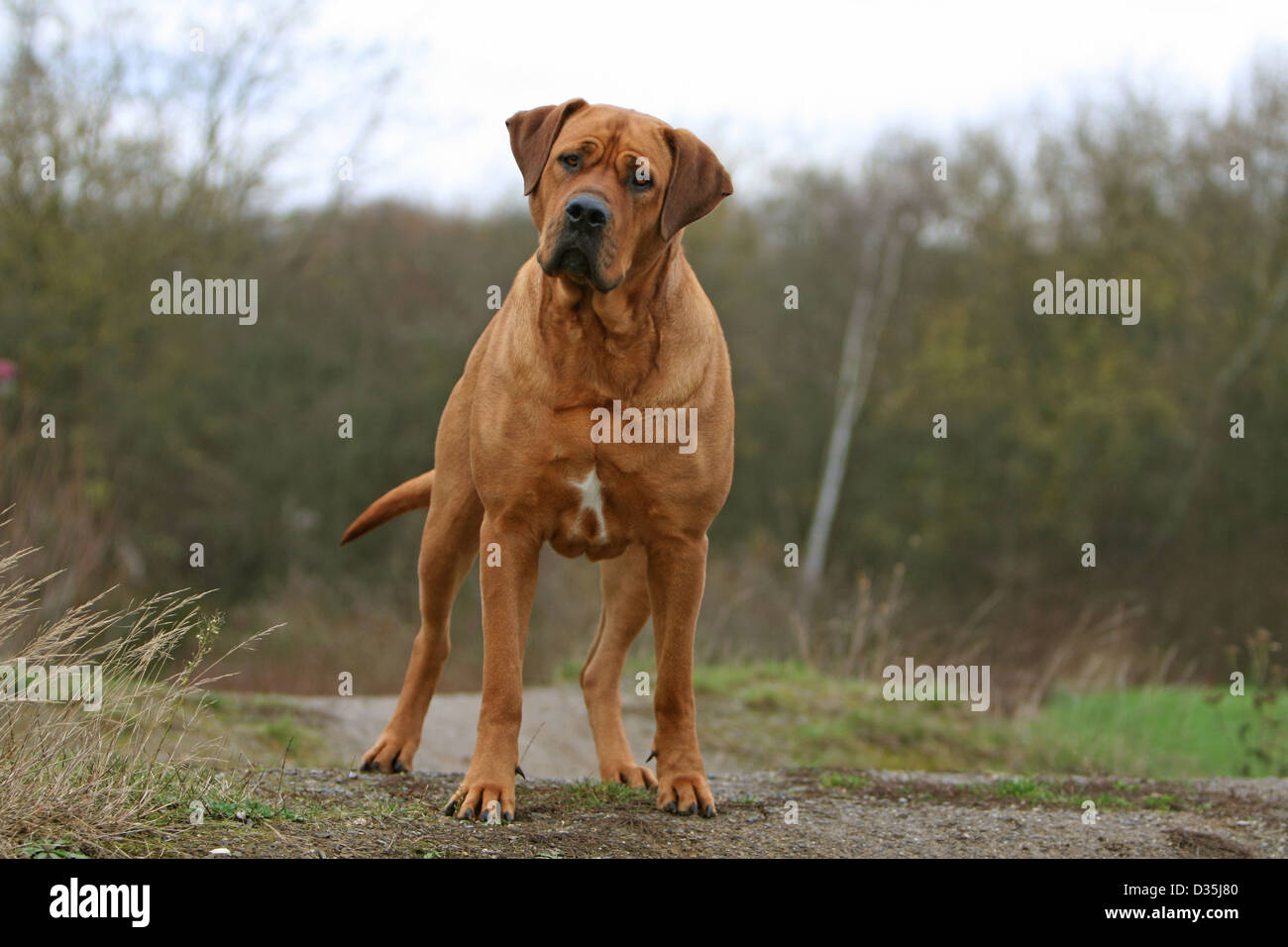 Dog Tosa Inu / Japanese Mastiff adult standing in a meadow Stock Photo ...