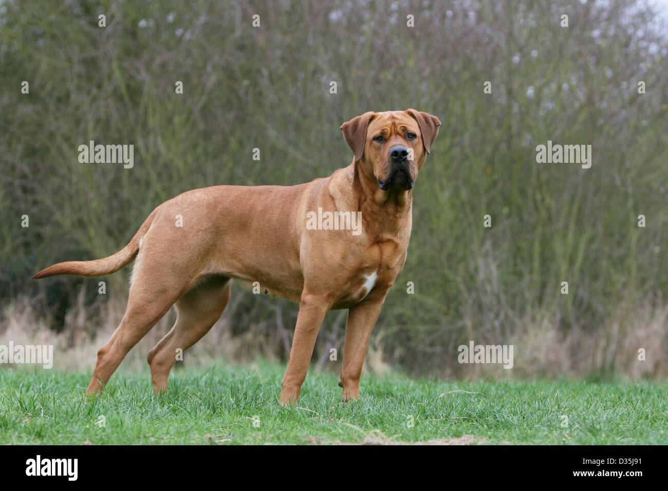Dog Tosa Inu / Japanese Mastiff adult standing in a meadow Stock Photo ...