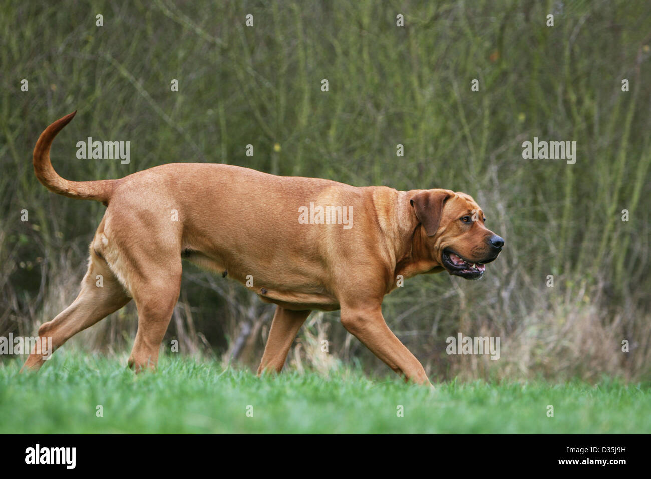 Dog Tosa Inu / Japanese Mastiff adult walking in a meadow Stock Photo ...