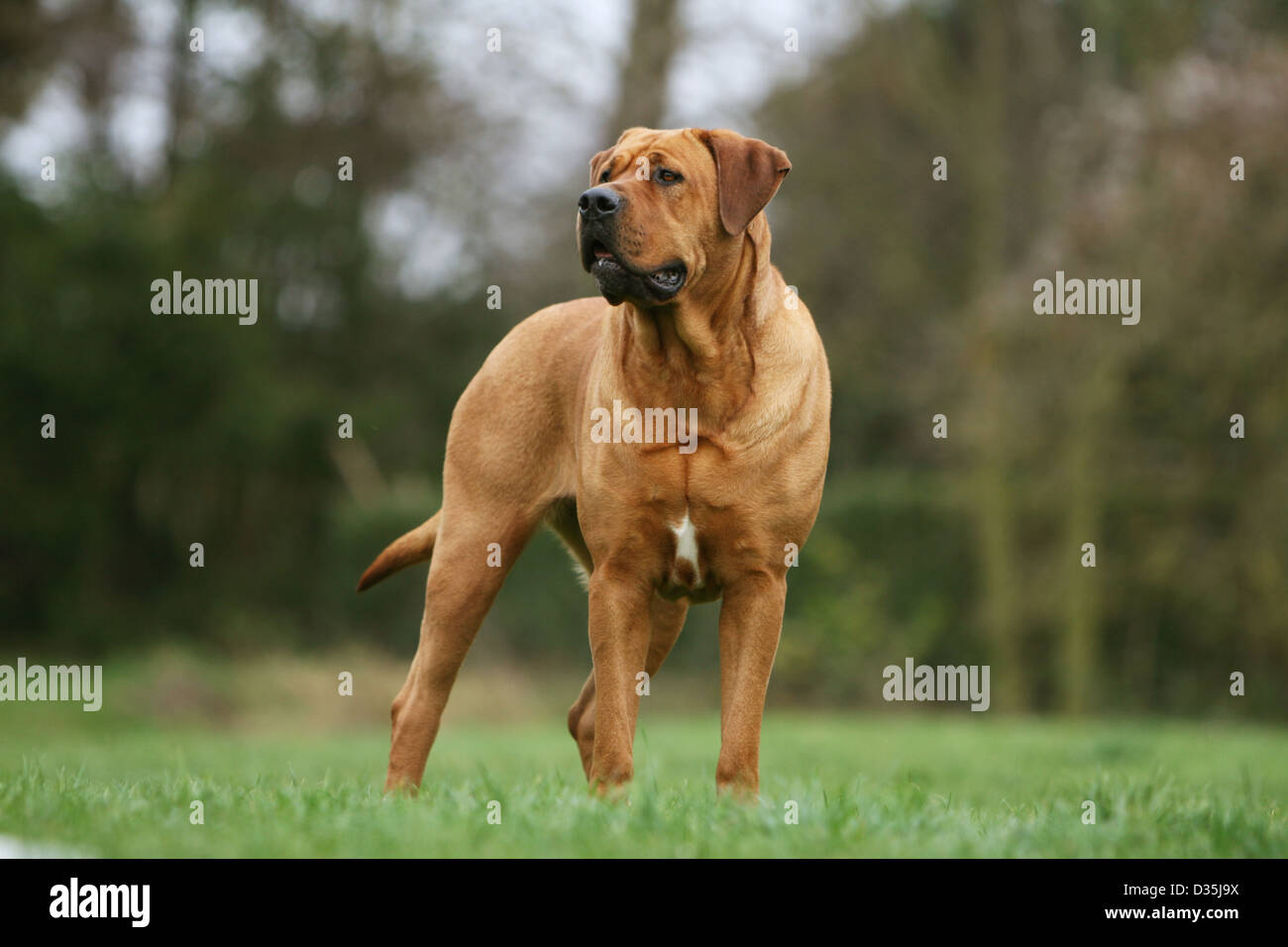 Dog Tosa Inu / Japanese Mastiff adult standing in a meadow Stock Photo ...
