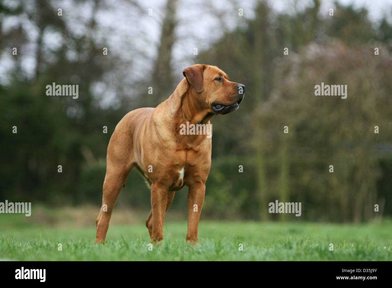 Dog Tosa Inu / Japanese Mastiff adult standing in a meadow Stock Photo ...