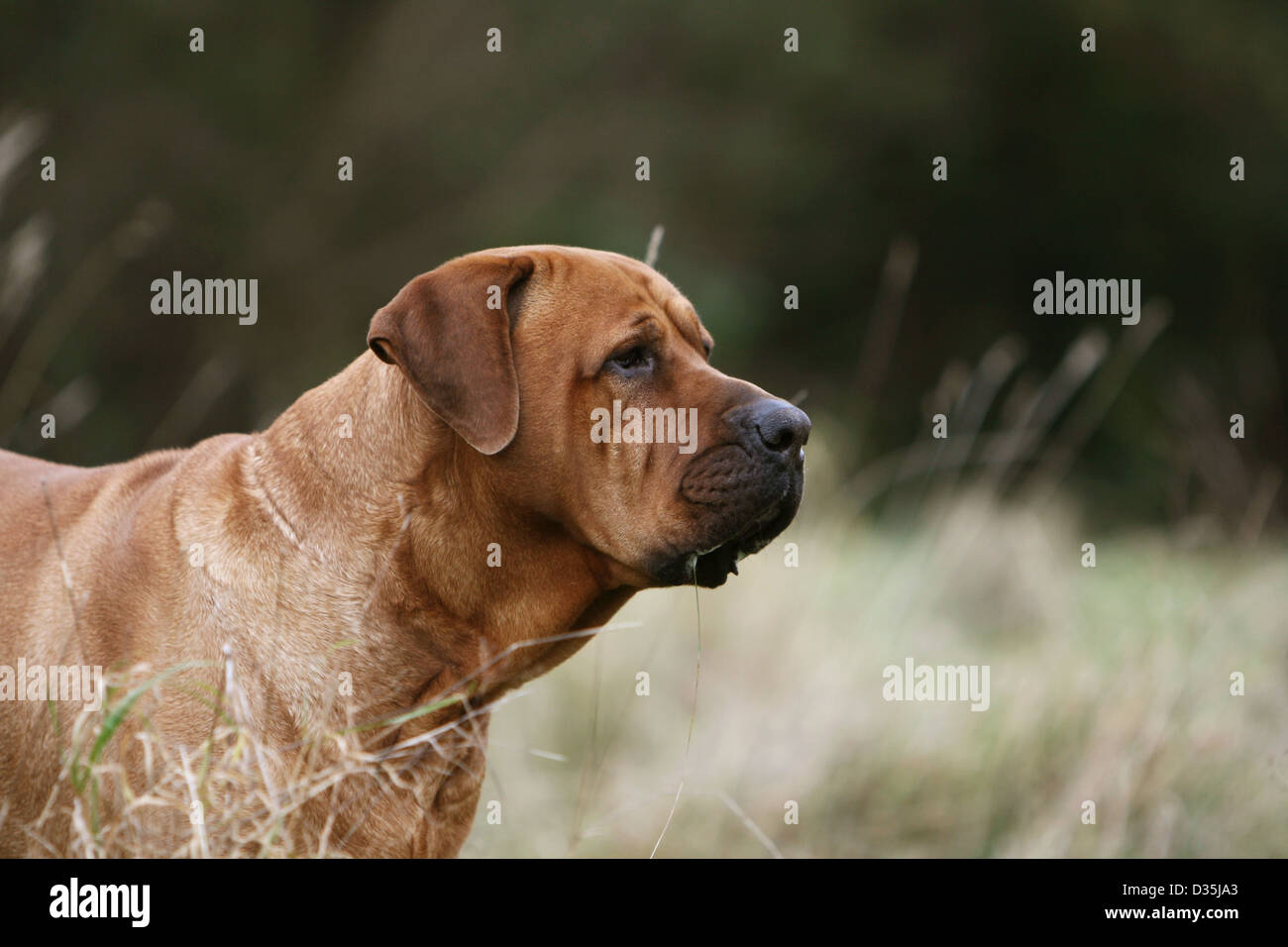 Dog Tosa Inu / Japanese Mastiff adult portrait Stock Photo - Alamy