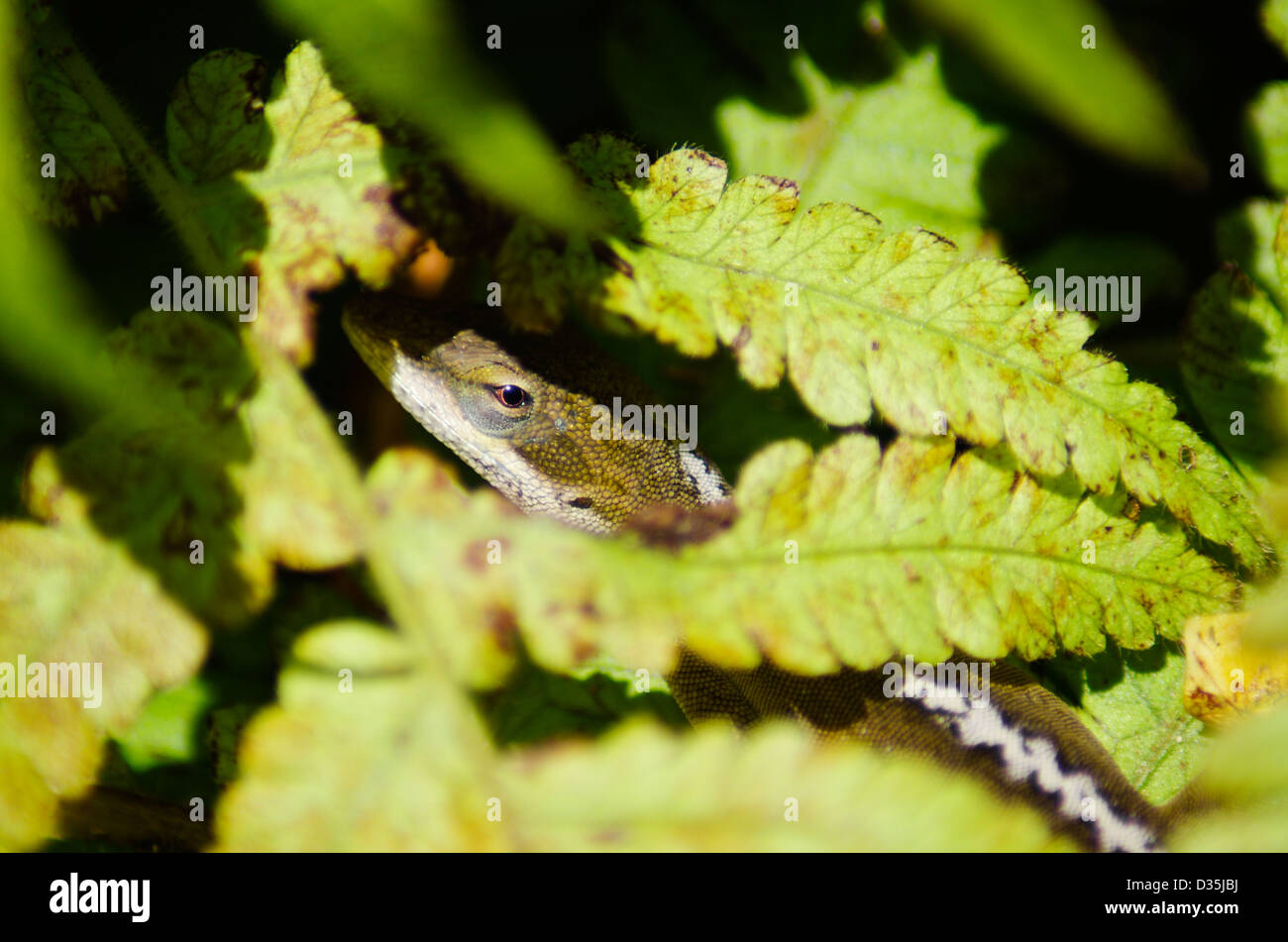 Green Anole (Anolis carolinensis), an invasive species on Hahajima ...