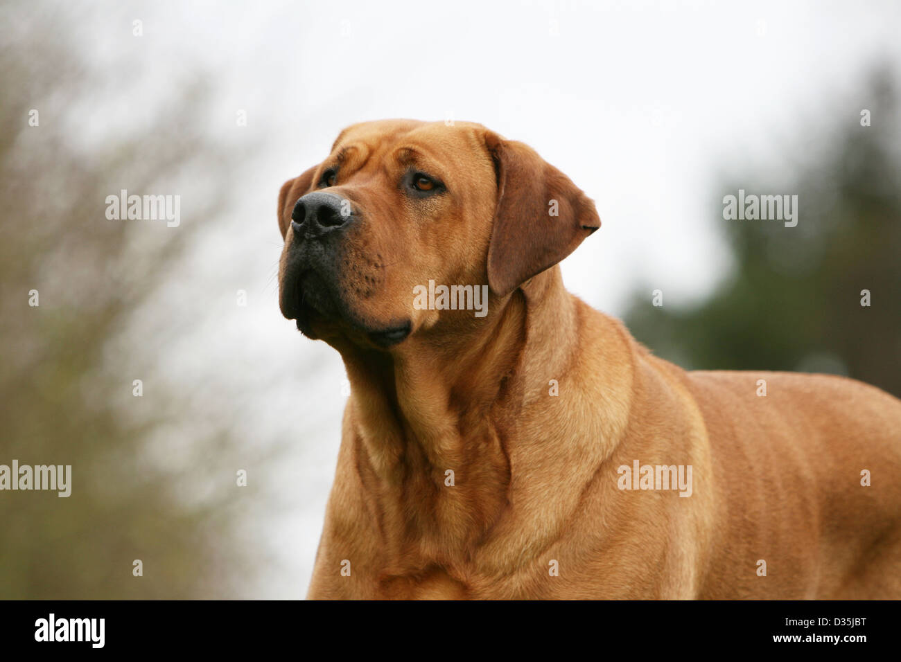 Dog Tosa Inu / Japanese Mastiff adult portrait Stock Photo - Alamy