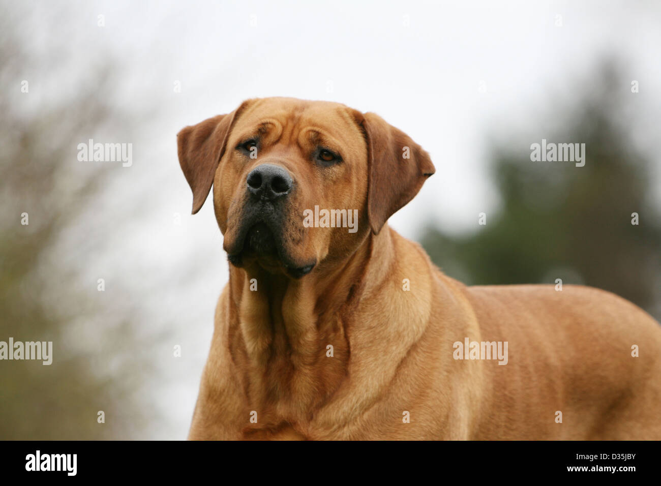 Dog Tosa Inu / Japanese Mastiff adult portrait Stock Photo - Alamy