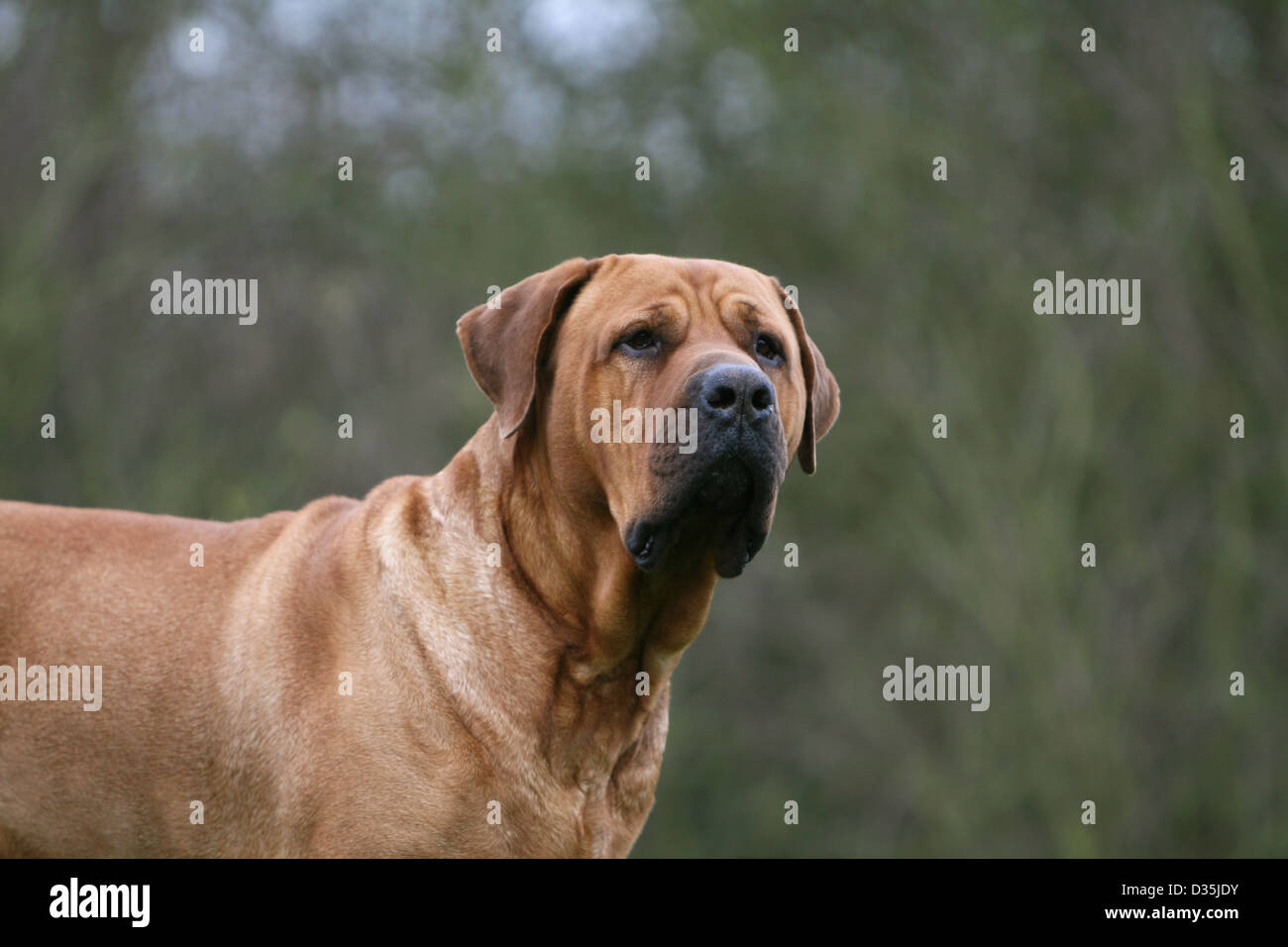 Dog Tosa Inu / Japanese Mastiff adult portrait Stock Photo - Alamy