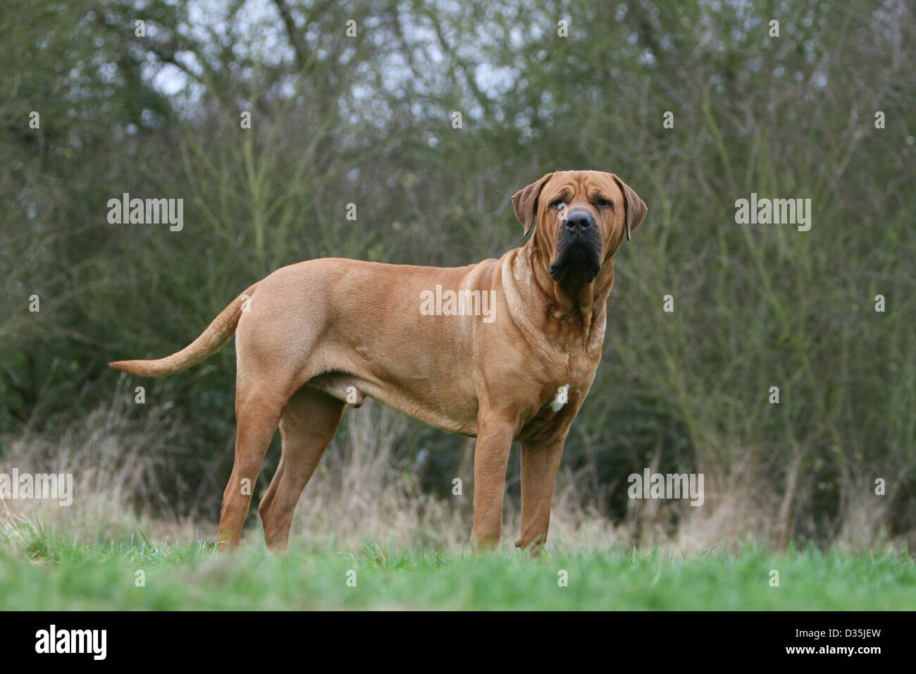 Dog Tosa Inu / Japanese Mastiff adult standing in a meadow Stock Photo ...