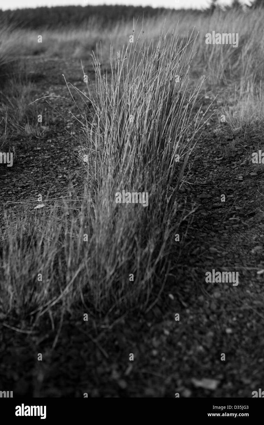 Barren county Black and White Stock Photos & Images - Alamy