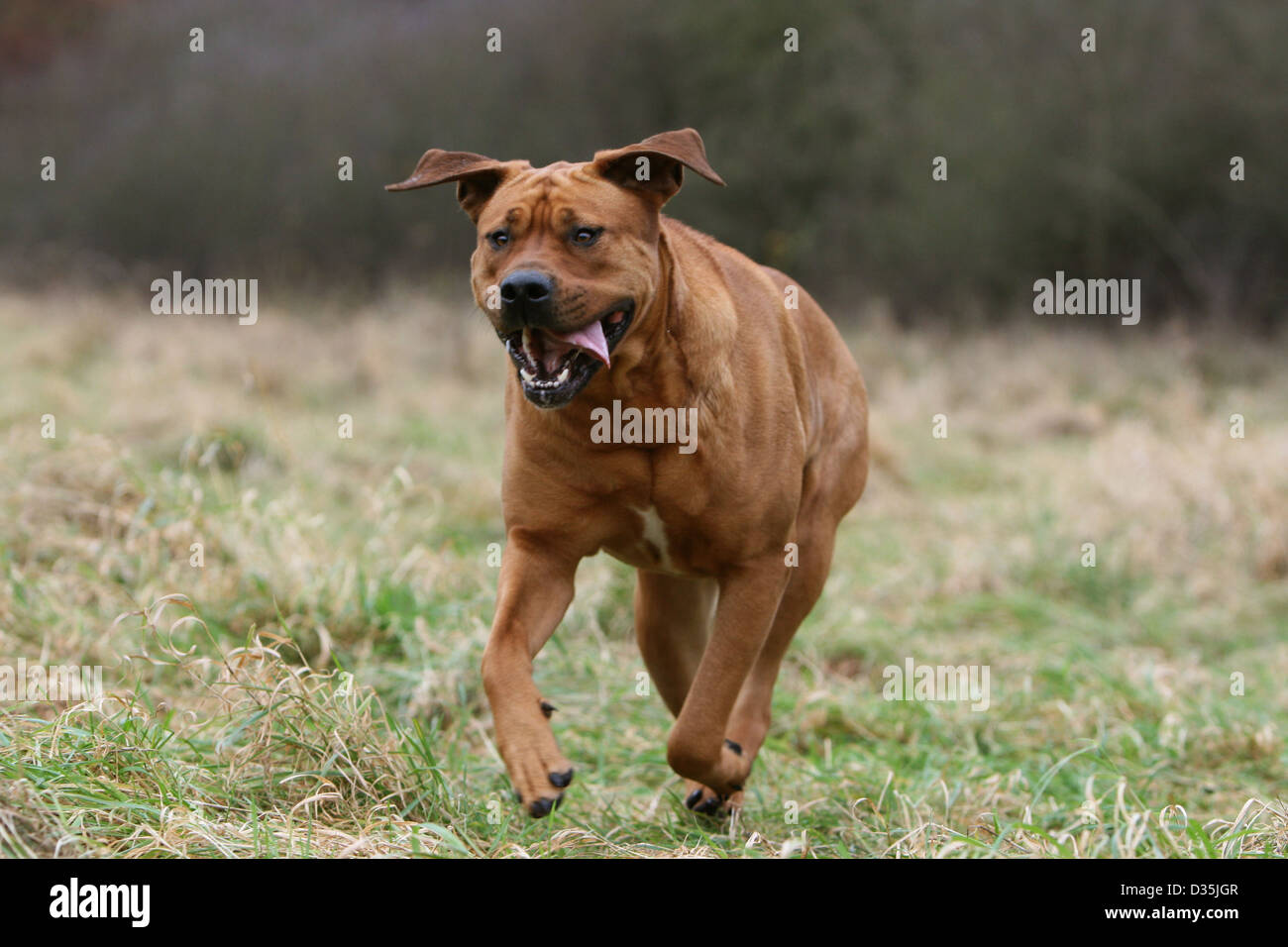 Dog Tosa Inu / Japanese Mastiff adult running in a meadow Stock Photo ...