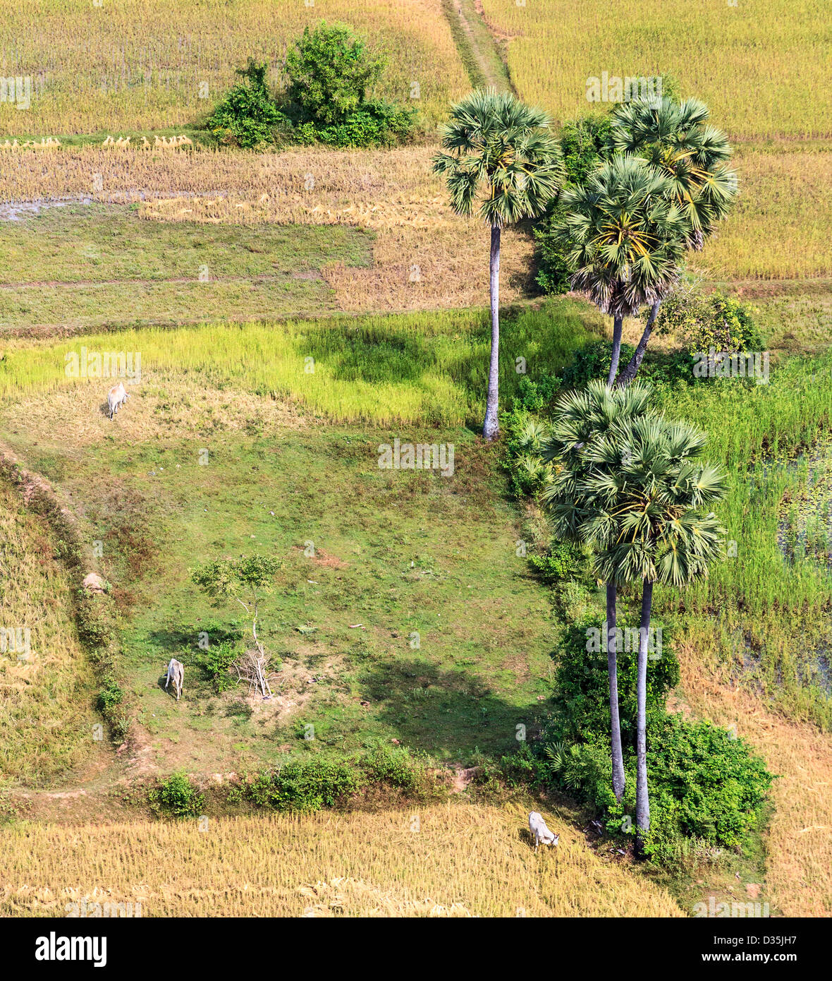 Rural countryside and rice paddies around town of Siem Reap, Cambodia ...