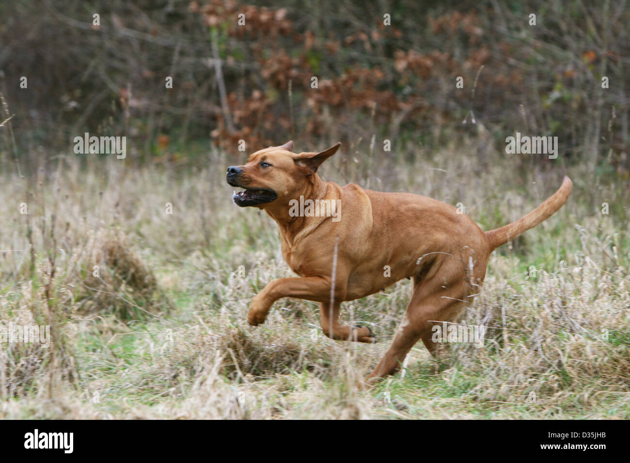 Tosa inu hi-res stock photography and images - Alamy