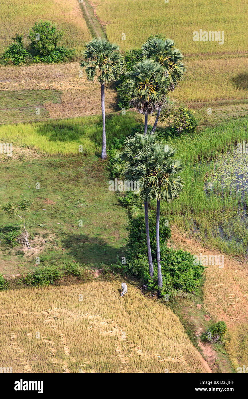 Rural countryside and rice paddies around town of Siem Reap, Cambodia ...