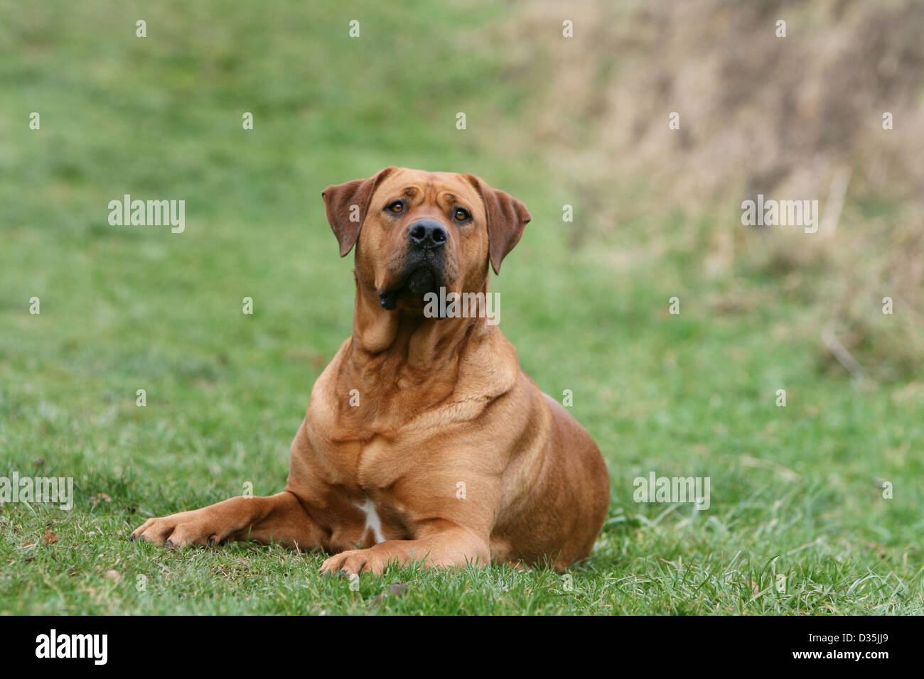 Dog Tosa Inu / Japanese Mastiff adult lying in a meadow Stock Photo - Alamy