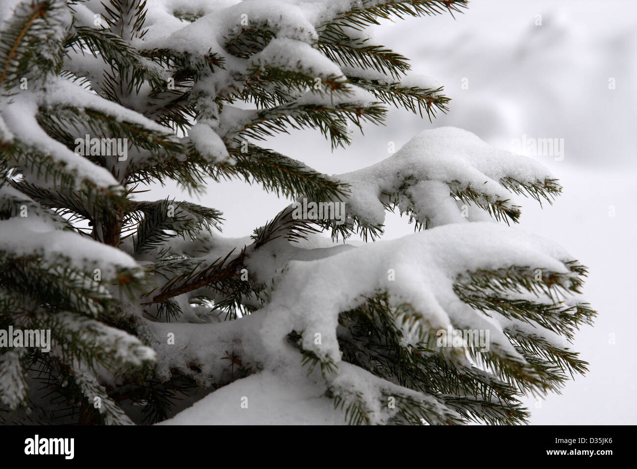 Small evergreen tree hi-res stock photography and images - Alamy