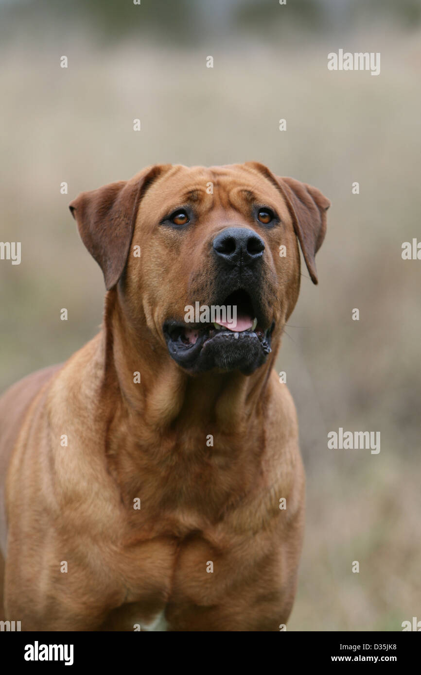 Dog Tosa Inu / Japanese Mastiff adult portrait Stock Photo - Alamy