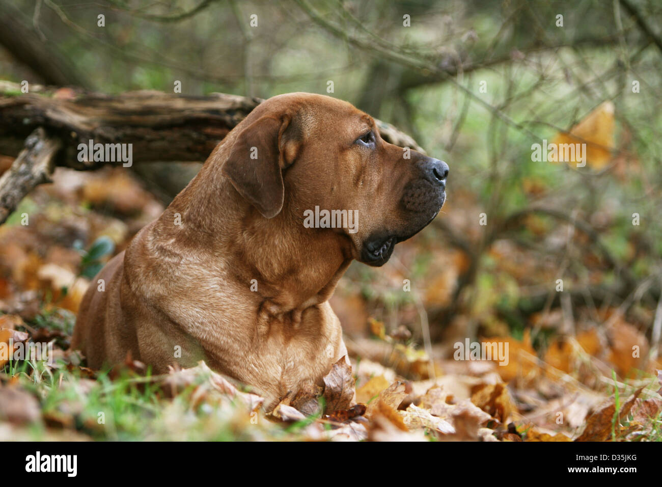 Dog Tosa Inu / Japanese Mastiff adult lying in a forest Stock Photo - Alamy