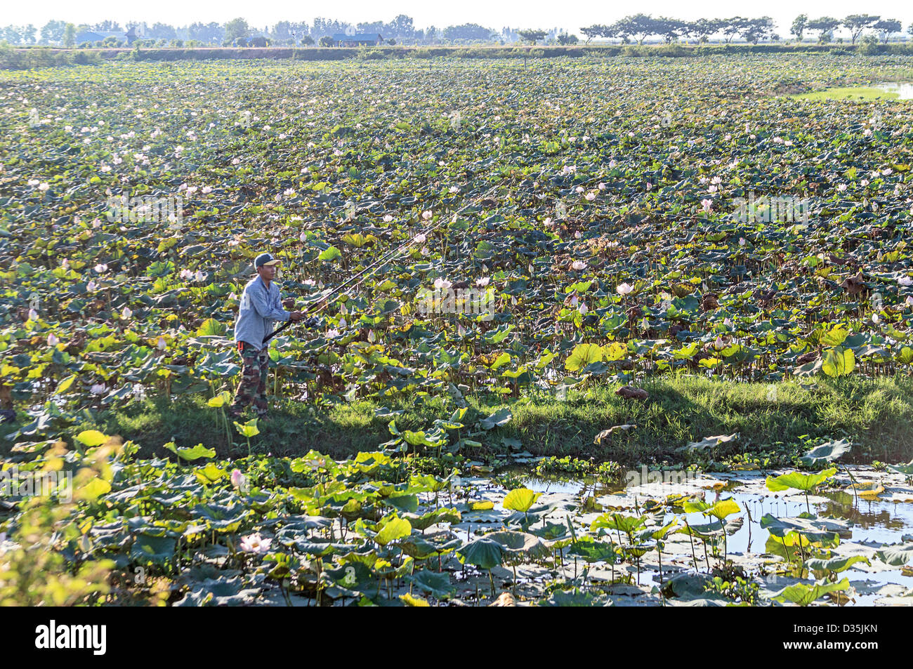 Man fishes in a water lily field near Siem Reap, Cambodia Stock Photo ...