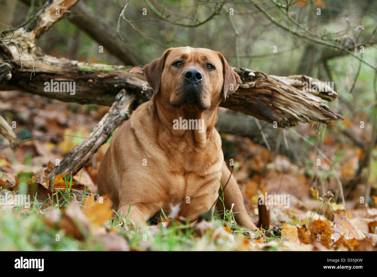 Dog Tosa Inu / Japanese Mastiff adult lying in a forest Stock Photo - Alamy