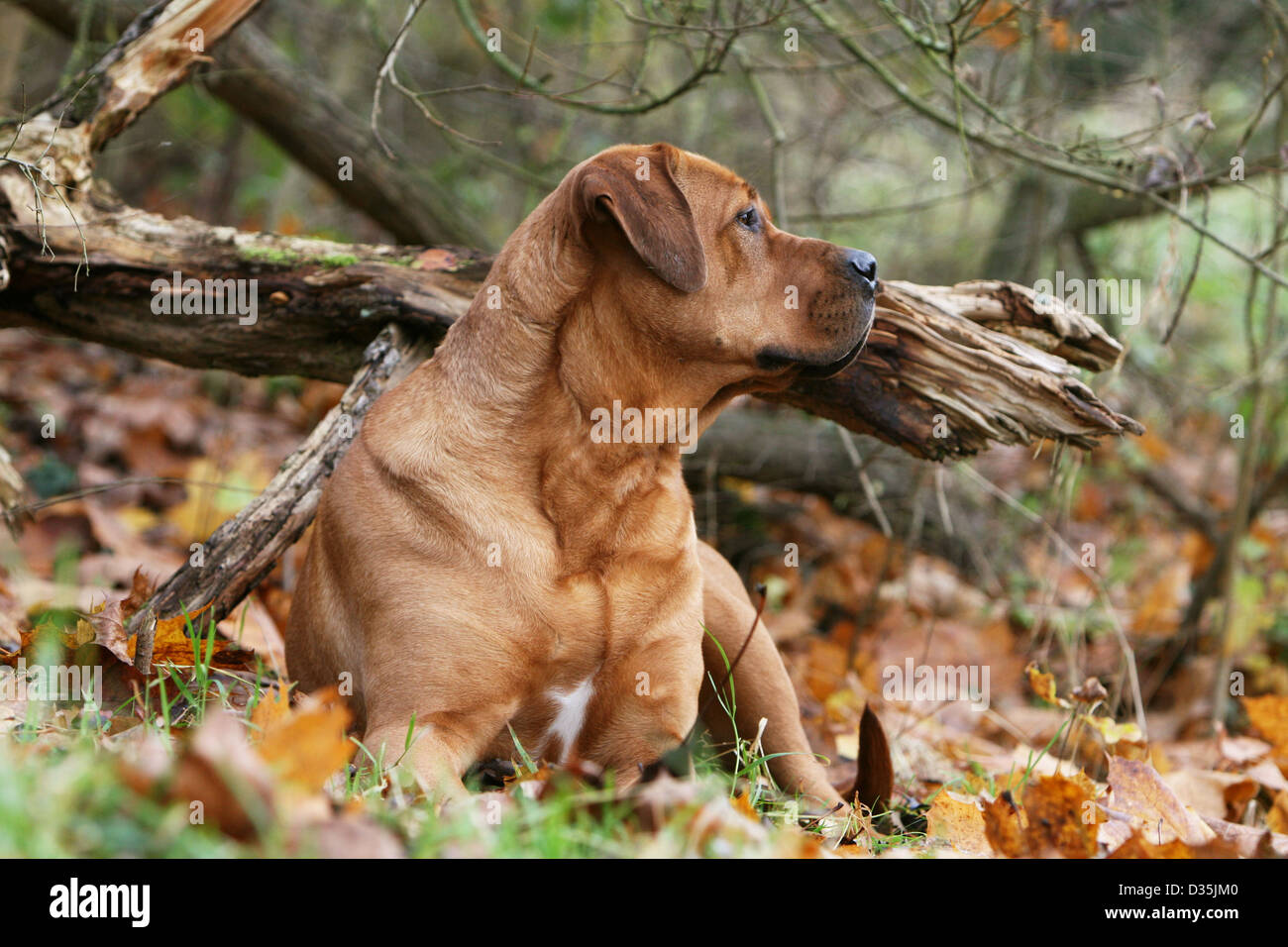 Dog Tosa Inu / Japanese Mastiff adult lying in a forest Stock Photo - Alamy