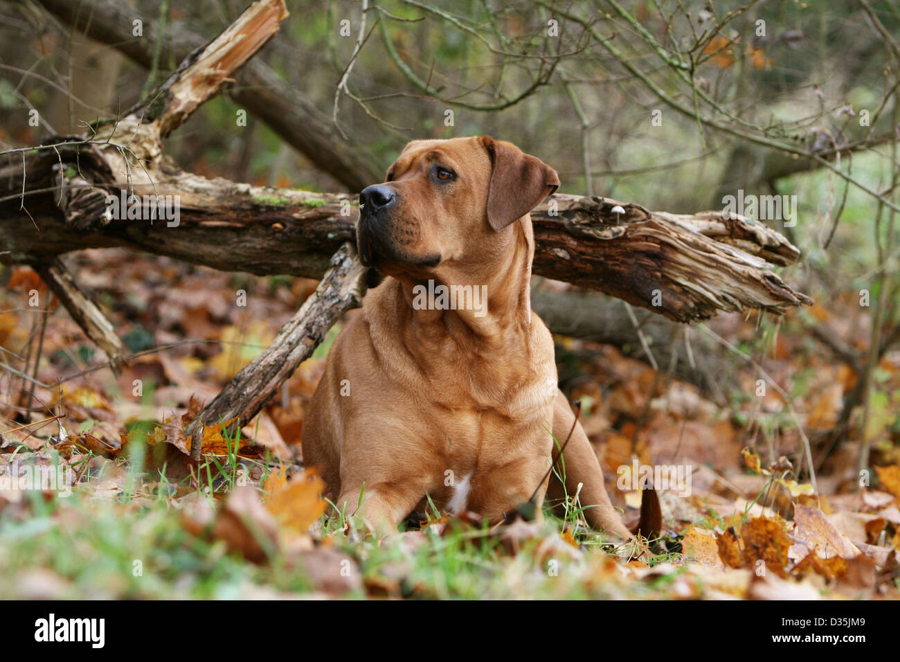 Dog Tosa Inu / Japanese Mastiff adult lying in a forest Stock Photo - Alamy