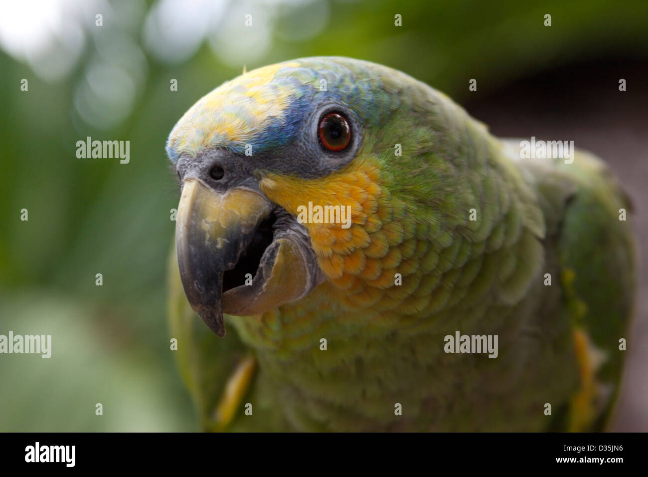 green parrot lorro bird feathers jungle Peru Stock Photo - Alamy