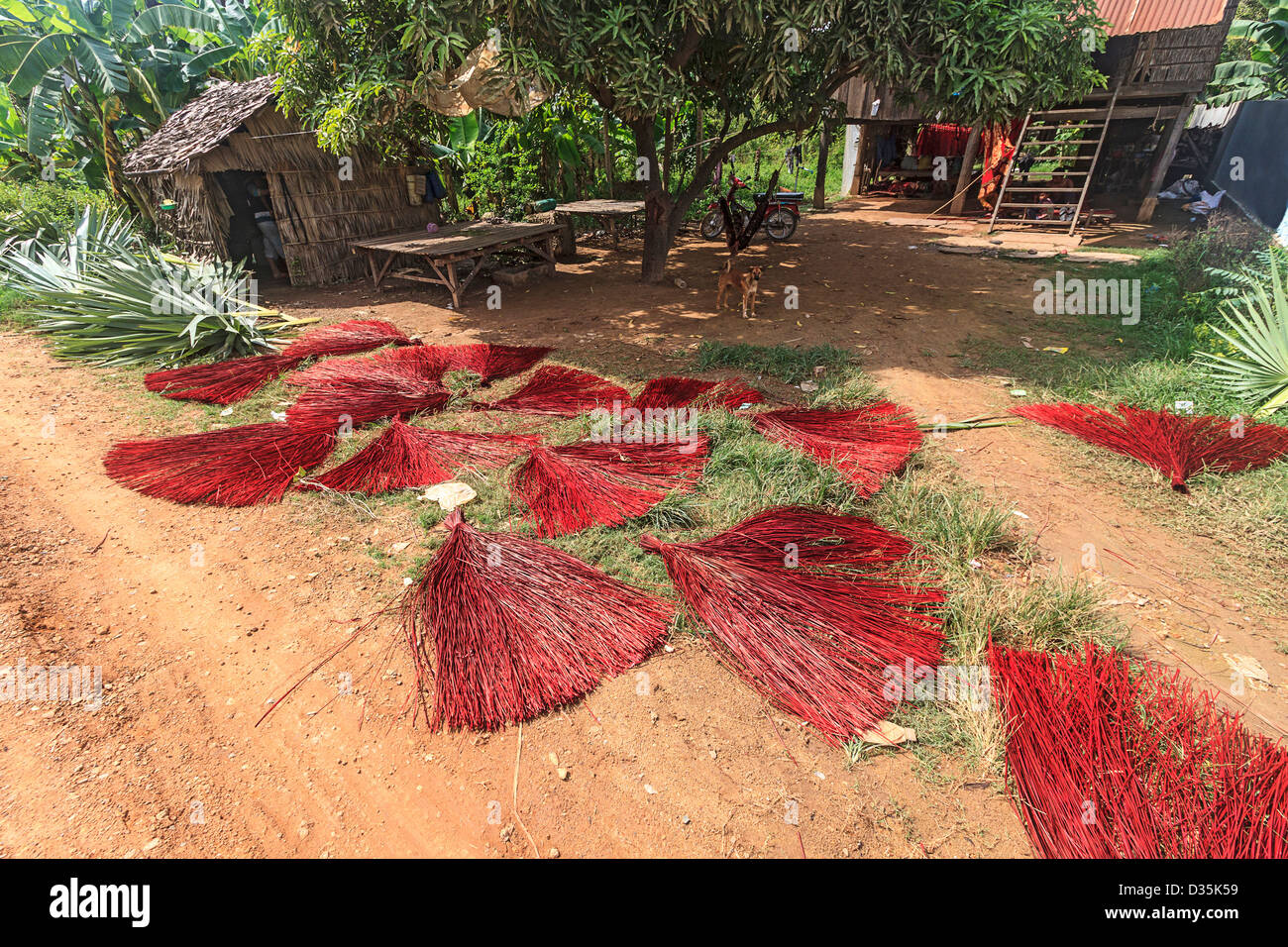 Bright red strands of straw dry in the sun. It is used to weave mats on ...