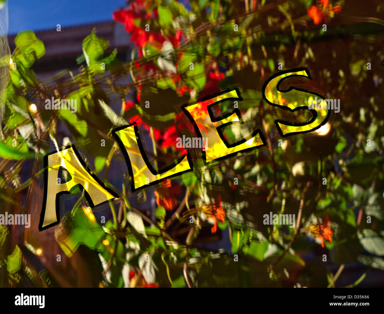 Sunlit sign 'Ales' in summer on a floral covered public house window ...