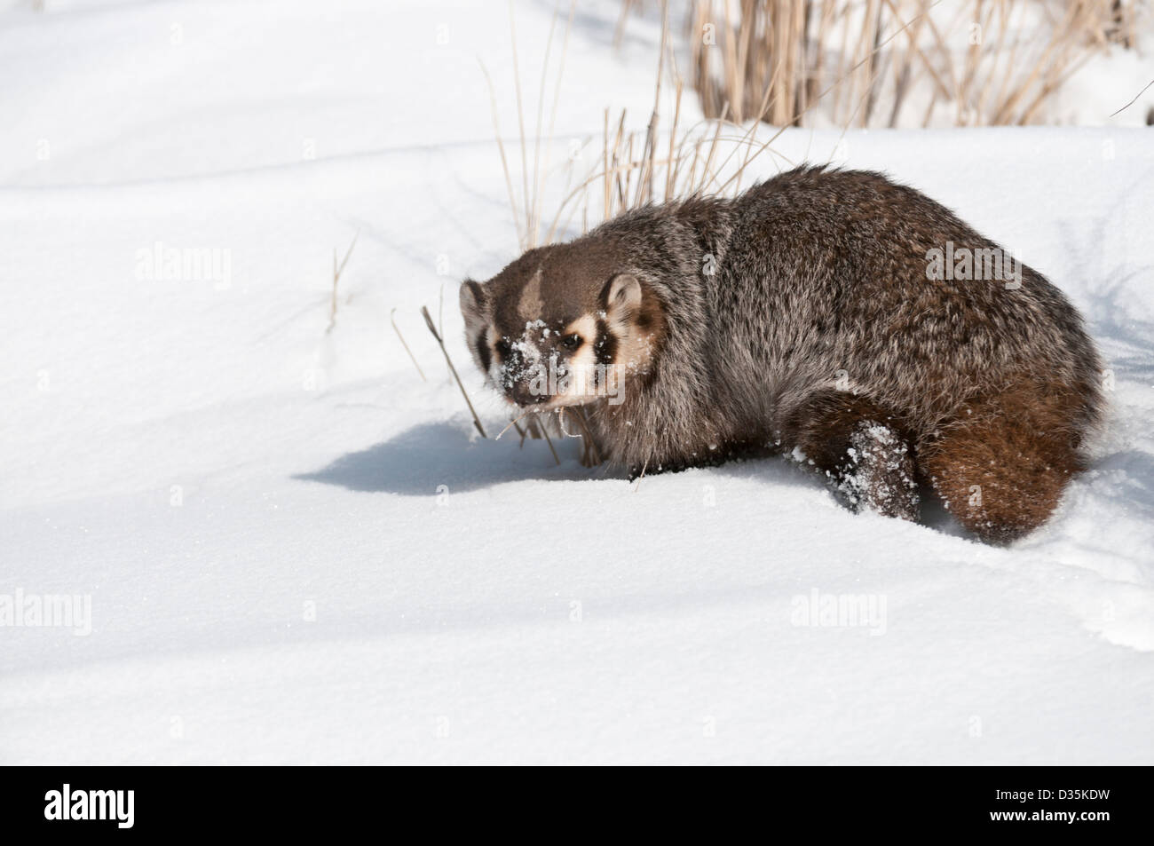 American badger in snow hi-res stock photography and images - Alamy